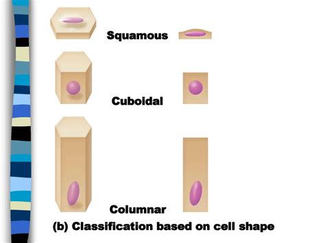 Anatomy And Physiology Chapter 3 Ppt Download