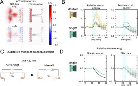 Figures And Data In Force Propagation Between Epithelial Cells Depends On Active Coupling And