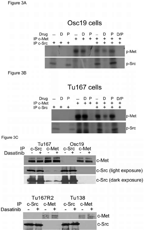 C Met And C Src Interactions As Isolated Proteins And In Intact Cells