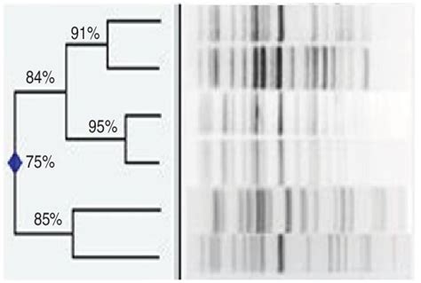 Dendrogram Of The Xbai Digested Patterns Of Six St131 Escherichia Coli Download Scientific