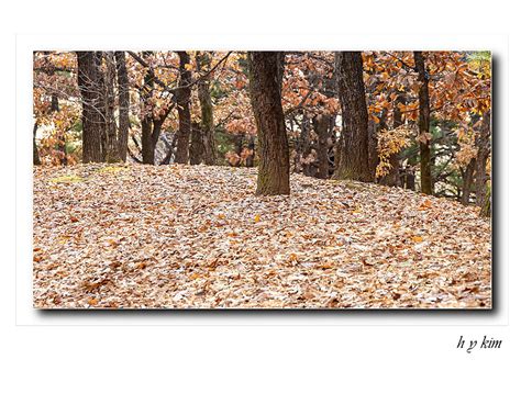 오래된 가을 천 양희 미루나무 창가에서