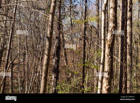 Hidden Mansion Tucked Into The Woods Partially Hidden From View Real Estate And Home Ownership