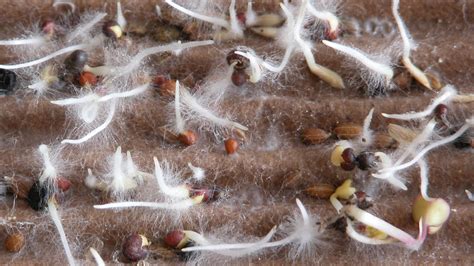Get Associated With Mycorrhizae — Fungi Perfecti