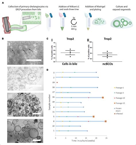 Figure 1 From Human Bile Contains Cholangiocyte Organoid Initiating