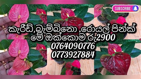 1115👉ලස්සනම මල් පිරුනු මේ ඔක්කොම ඔයාට රුපියල් 2900 ක් විතරයි 0764090776 Youtube