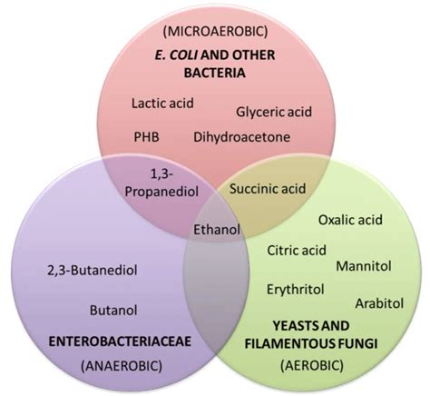 Fermentation Microorganisms 7 Powerful Types That Drive Success