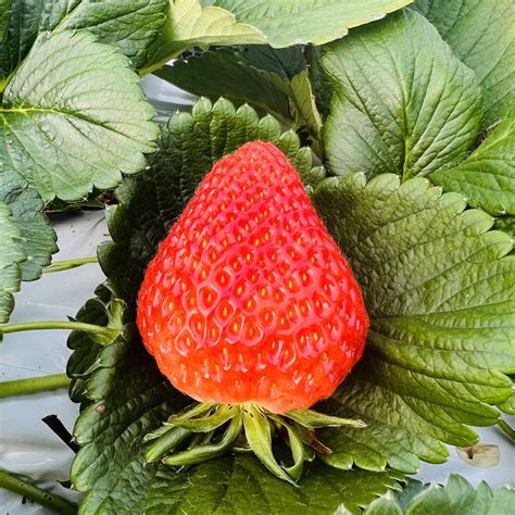 호식탐탐 ③ 여름에도 먹는 우리 딸기 고슬