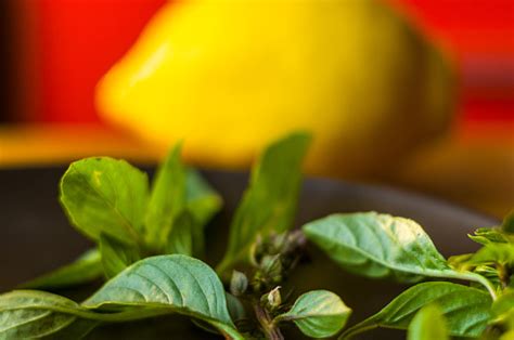 이탈리아 파스타 소스레몬 바 질 어린 준비에 대 한 신선한 재료 삼나무 견과류 큰 마늘 정 향 그리스 올리브 기름 파 르 메 산