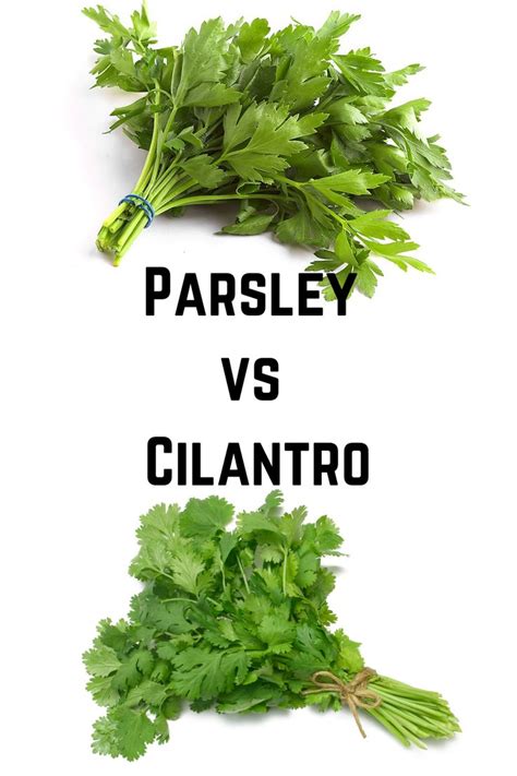 Use Cilantro For Parsley At Billy Mcmanus Blog