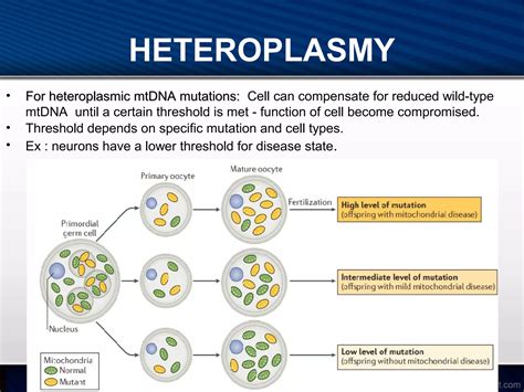 Mitochondrial Inheritance In Man Ppt Infertility Reproductive Health