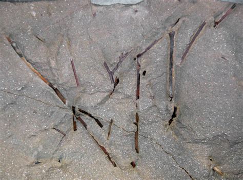 Fossilized Flowers Reveal The First True Spring On Earth