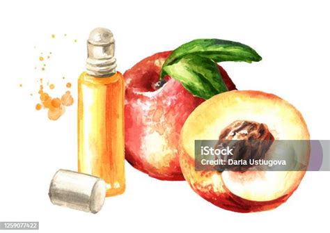 신선한 넥타린 복숭아와 에센셜 오일 한 병이 익습니다 흰색 배경에 고립 된 손으로 그린 수채화 그림 건강관리와 의술에 대한 스톡 벡터 아트 및 기타 이미지 Istock