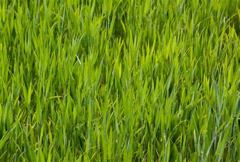 Babe Corn Nature Free Texture