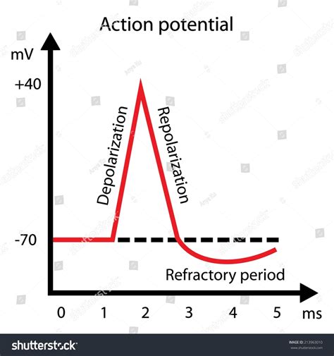 Vektor Stok Nerve Impulse Action Potential Graph Vector Tanpa Royalti 213963010 Shutterstock