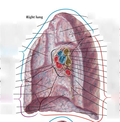 Diagram Of Right Lung Quizlet