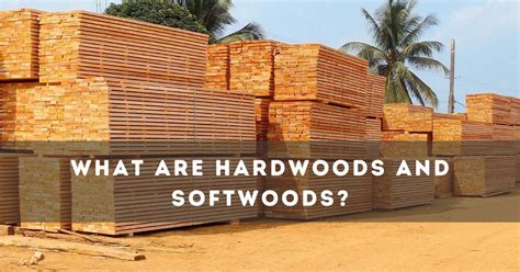 Softwood Trees List