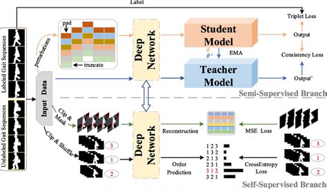 Ssgait Enhancing Gait Recognition Via Semi Supervised Self Supervised Learning Bohrium