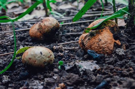 3 Free Mushroons And Forest Images Pixabay