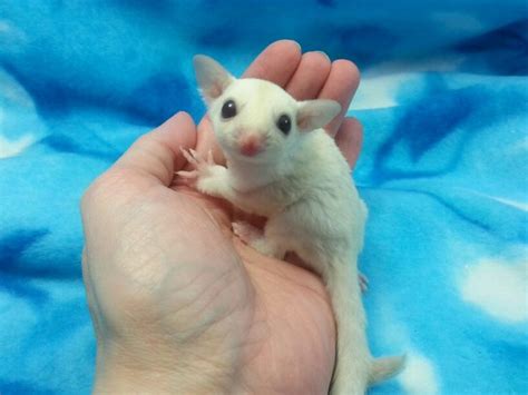 Zoey Boo Adorable White Mouse