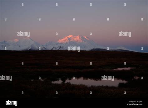 Mount Mckinley Or Mount Denali At Sunrise Denali National Park Interior