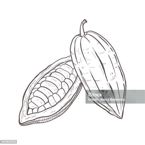 닫힌 코코아 콩과 열린 코코아 콩의 벡터 그림 집합입니다 씨앗을 볼 수 있습니다 포드의 검은색 윤곽선 그래픽 그림 엽서 디자인 및 구성 장식 인쇄물 포스터 스티커 메뉴 우표