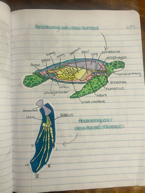 Sea Turtle Anatomy In 2025 Marine Biology Jobs Marine Biology
