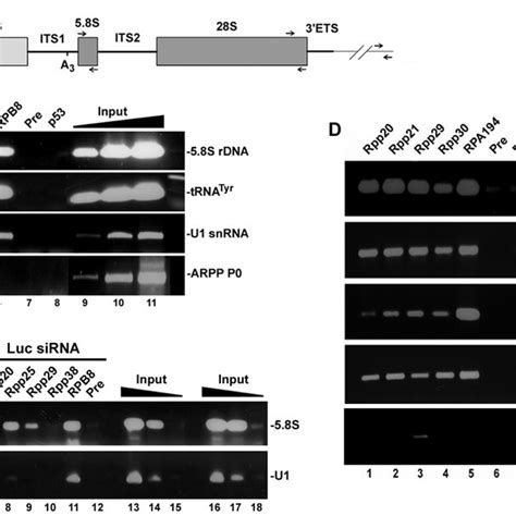Pdf Function And Assembly Of A Chromatin Associated Rnase P That Is