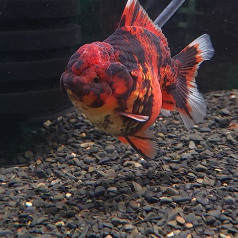 똥깡아지수족관 열대어 구피 베타 금붕어 새우 거북이 어항 수초 Band