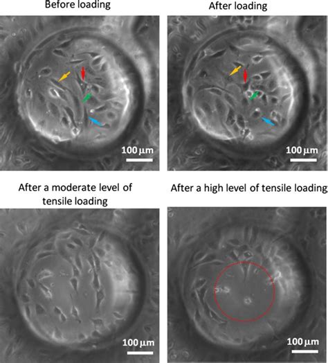 Two Sets Of Cell Loading Experiments Simultaneously Performed On A