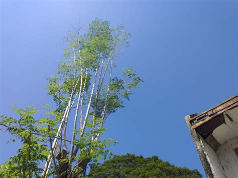 Rog Phone Review Mobile Gaming On Steroids Gadgetmatch