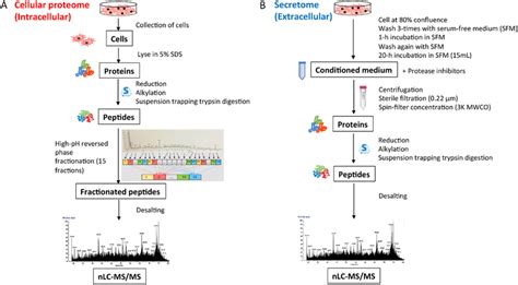 Schematic Workflow For The Quantification Of Cellular Proteome A And