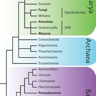 A Simplified Tree Of Life Including All Three Major Domains Lineages Download Scientific