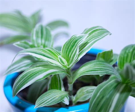 How To Grow Tradescantia 4 Expert Care Tips Homes And Gardens