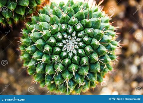 The Cactus Squeezed Warts Cactus Mammillaria Compressa Stock Image