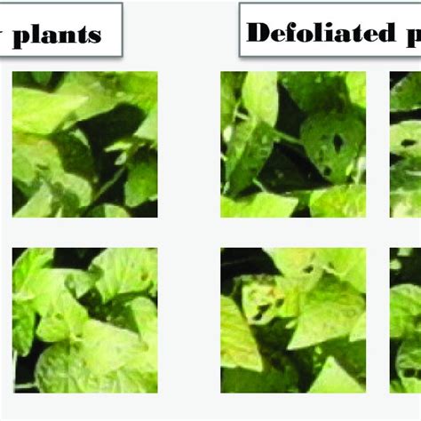 Example Of Images In The Dataset Images On The Left Are Labeled