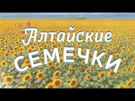 Алтайские семечки - YouTube