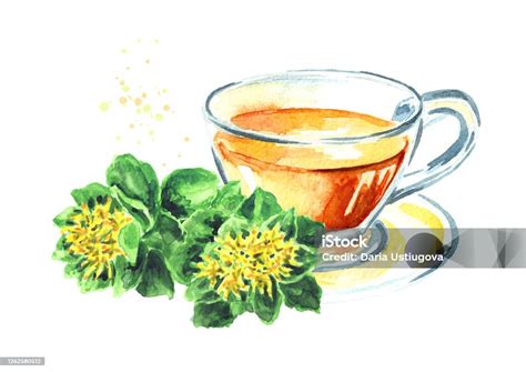 콜라이올라 로사 또는 황금 뿌리 식물유리 컵에 허브 차 흰색 배경에 고립 된 손으로 그린 수채화 그림 0명에 대한 스톡 벡터