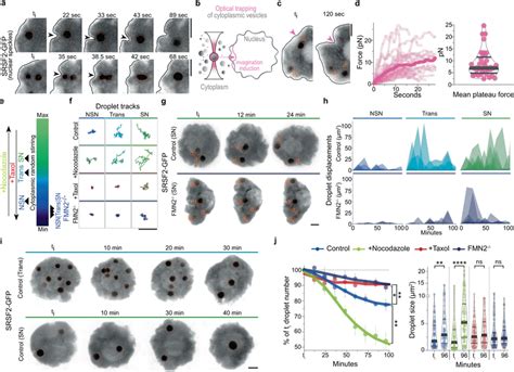 Cytoplasmic Forces Drive Mesoscale Condensate Collision Coalescence In