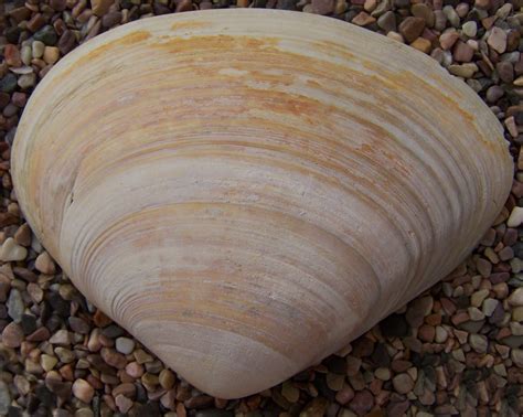 Pictures Of Seashells Clam Shell