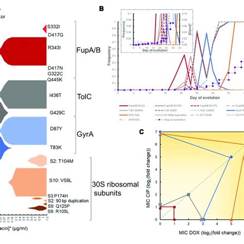 order of mutations acquired during combinatorial evolution to cip and
