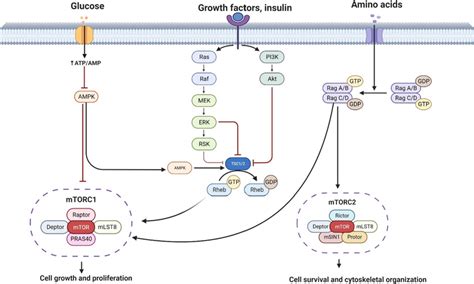An Mtor Signaling Pathway Involving Glucose Growth Factors And