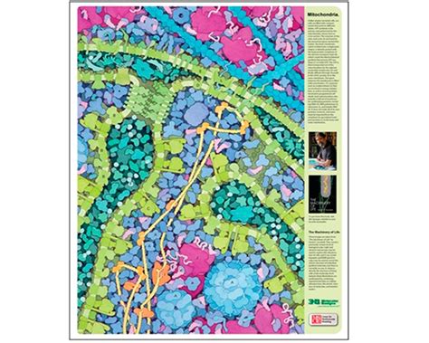 Mitochondria Poster©