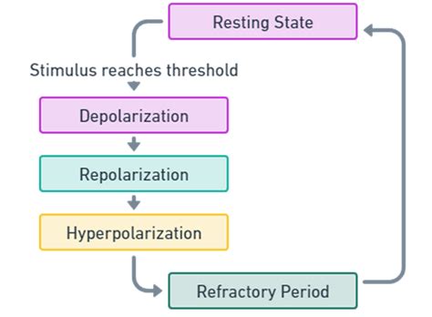 Action Potential