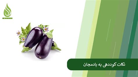 چگونه عملکرد بادمجان را افزایش دهیم؟ راهنمای کامل تغذیه و کوددهی اصولی