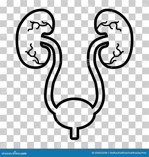 Urology Health Human Icon Anatomy Medical Body Bladder Sign Biology Vector Illustration Stock