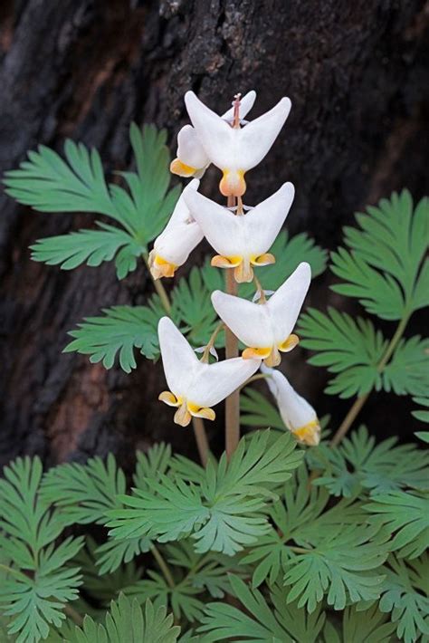 Best Chicago Native Plants Balcony Garden Web