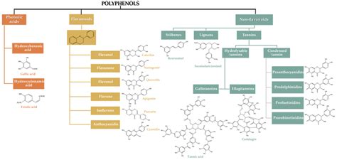 Scheme Of The Classes And Subclasses Of Polyphenols With Some Examples Download Scientific