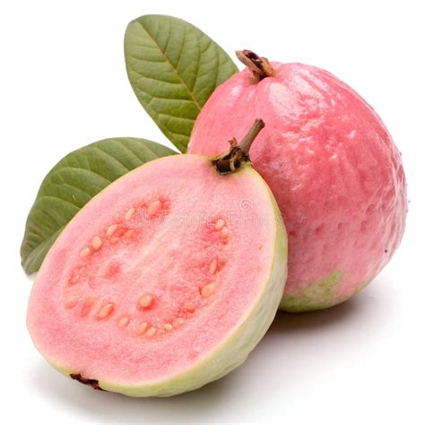 pink guava isolated on white background stock illustration