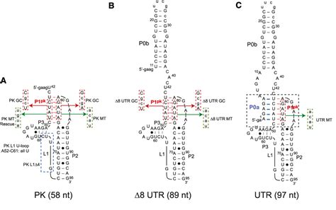 figure 2 from a conserved rna pseudoknot in a putative molecular switch