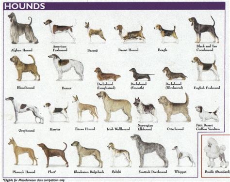 Large Breed Dog Chart